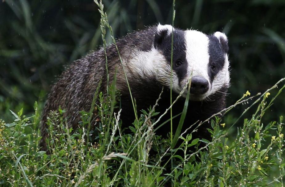 Dėstytojas nuovadoje: Barsukas