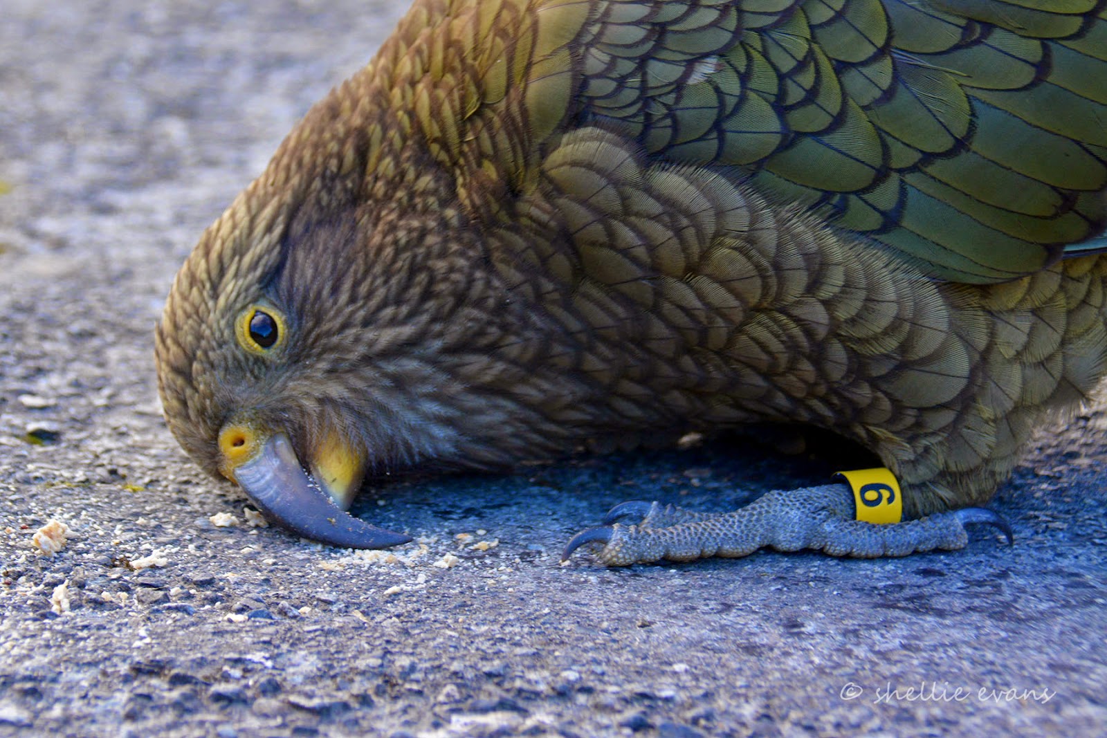 Two Go Tiki Touring: Cheeky, Comical & Curious Kea- The Mountain Parrot