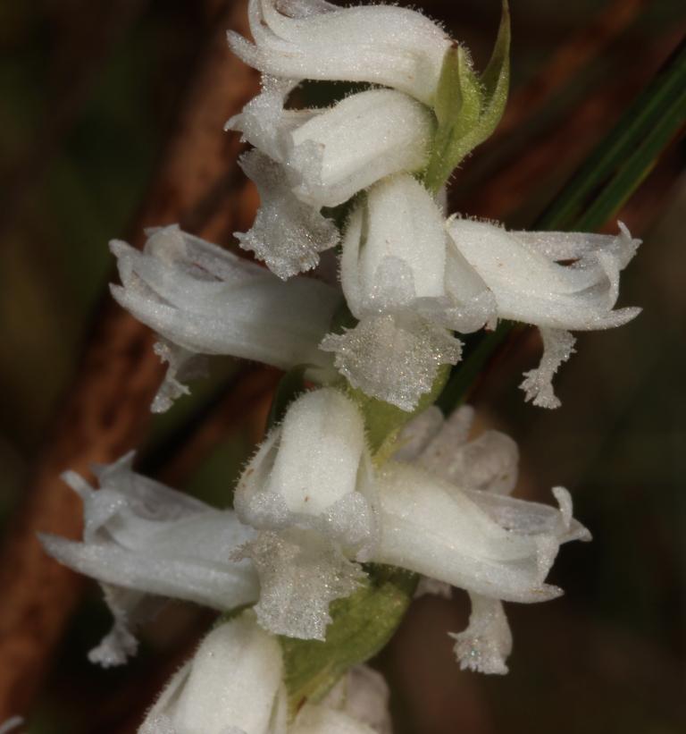 Ohio Birds and Biodiversity: Last call for fen flora