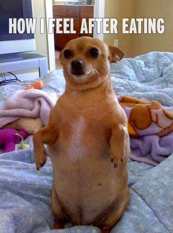How I feel after eating - iLaugh
