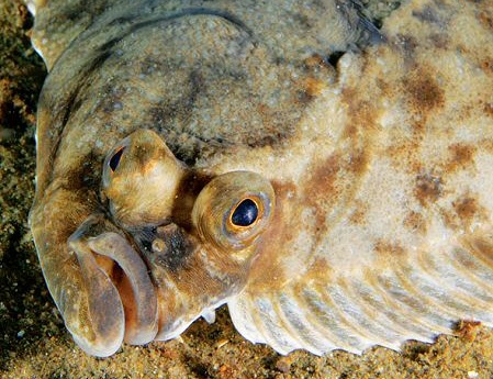 European Flounder - Fishes World - HD Images & Free Photos