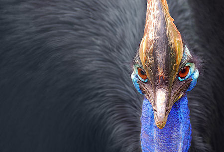 The Presurfer: In Defense Of The Cassowary, The Maligned Killer Of The ...
