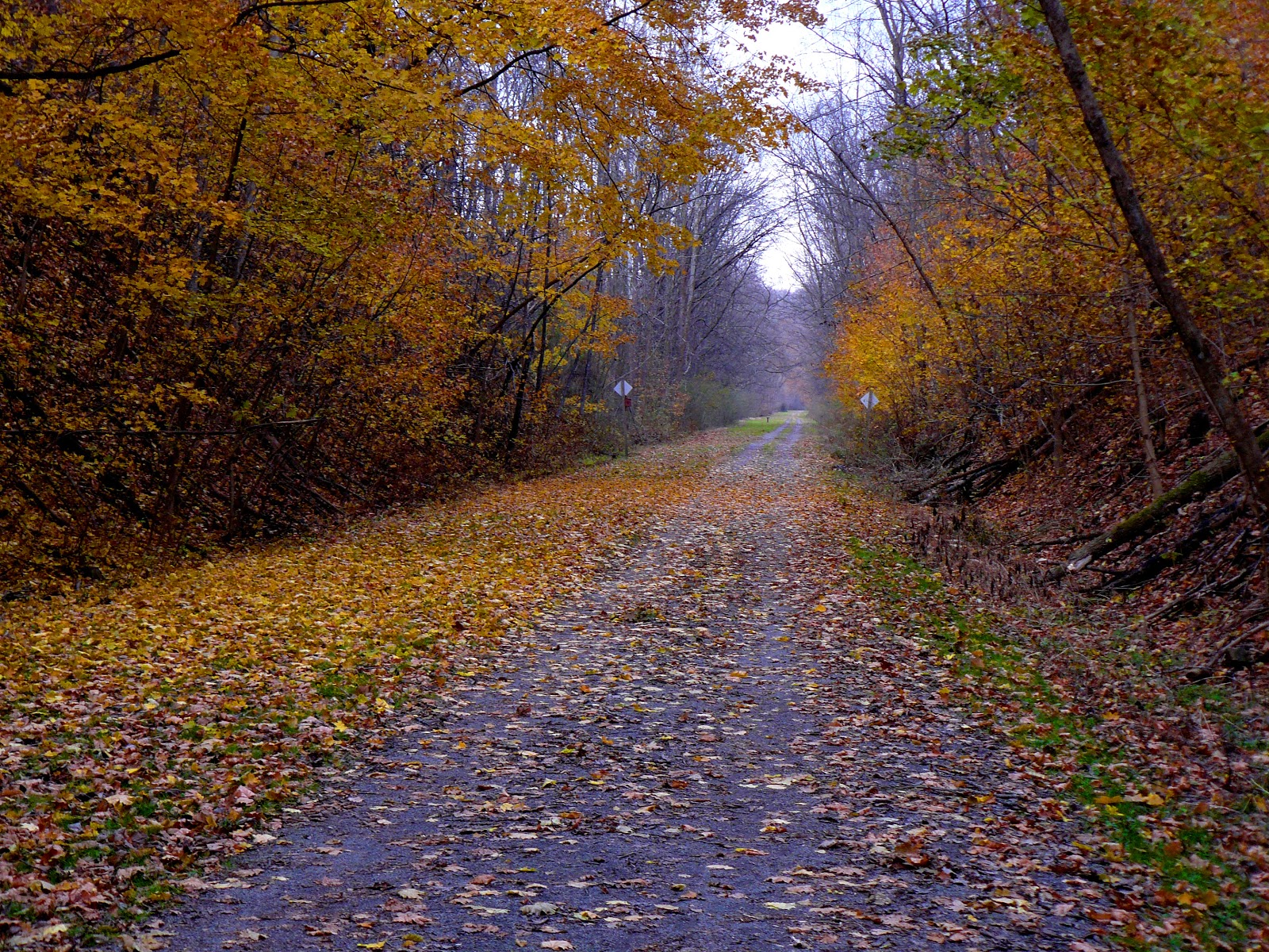 among nature: Mid State Trail, PA