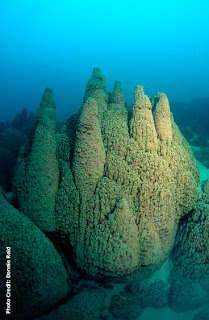 Stromatolites | Geology Page