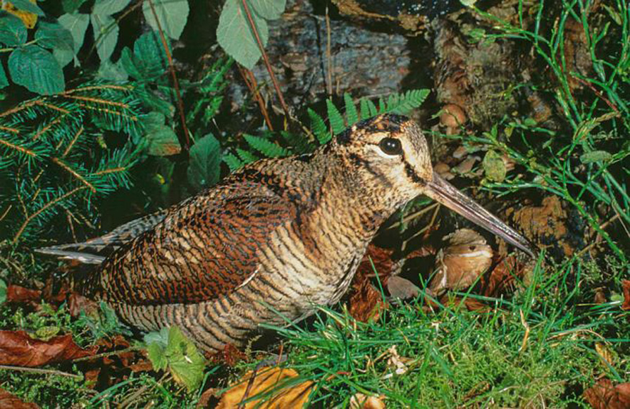 Emidio Civitillo - Cusano Mutri (BN): La BECCACCIA sverna in buon ...