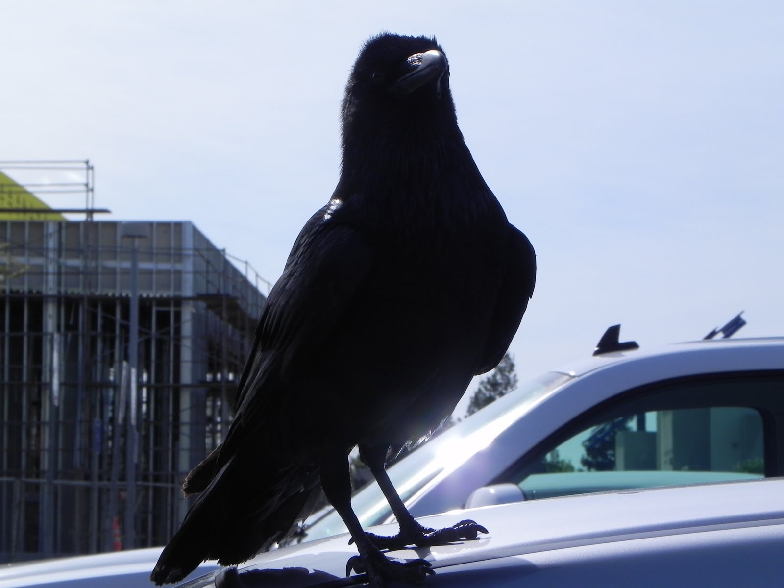 Looking Forward and Back: Birdzilla