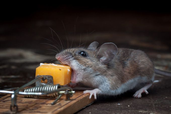 Mouse vs mousetrap (25 pics) | Amazing Creatures