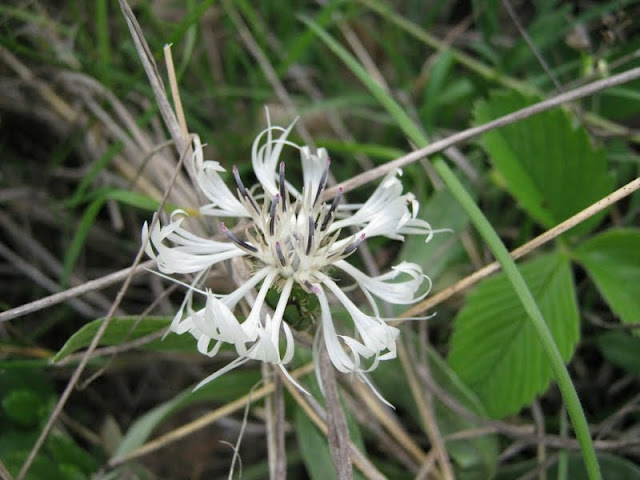 Country inside: Comorile ascunse ale Dobrogei ~ part.I ~ Bujorii din ...
