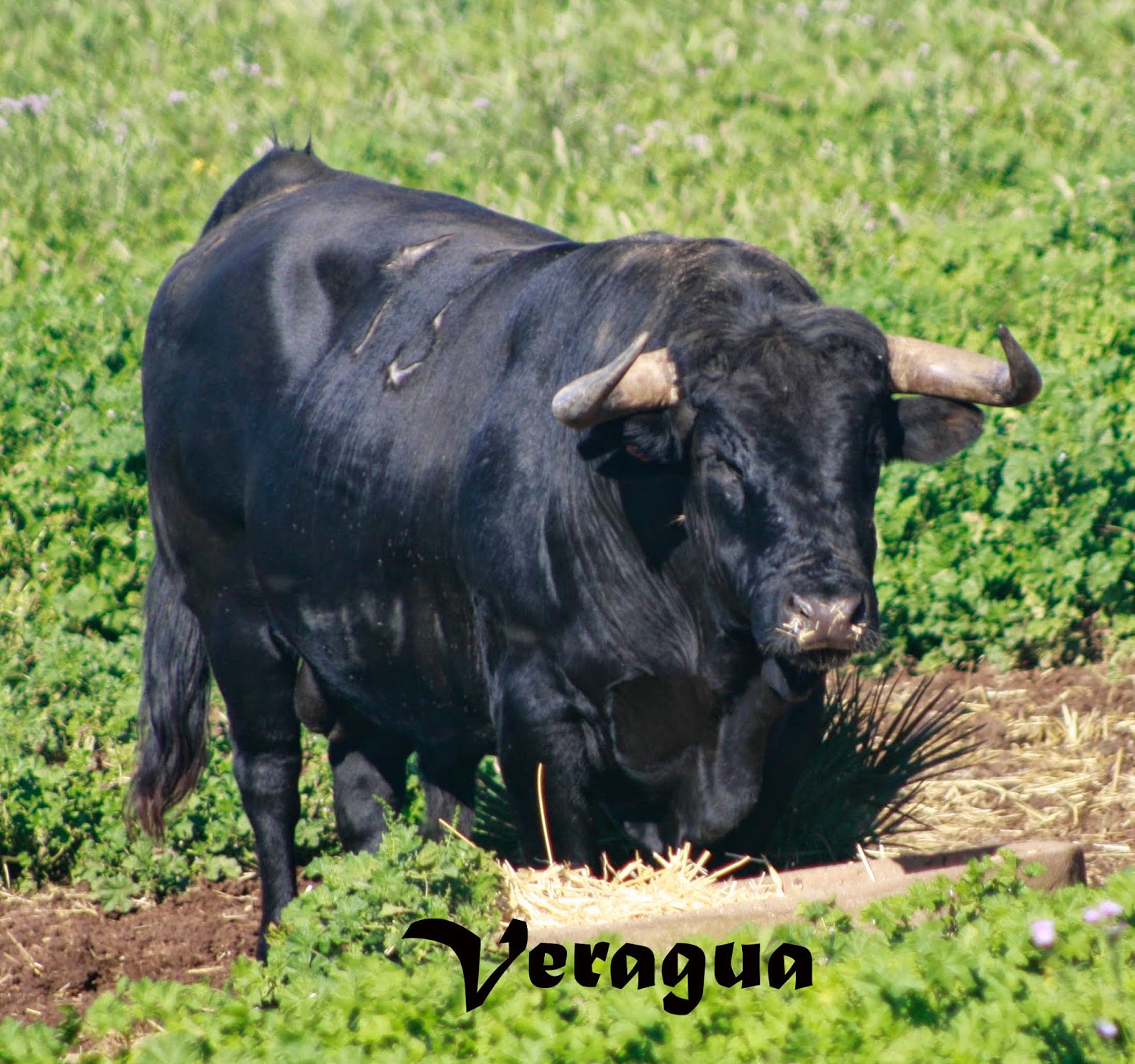 Encastes Bravos: Toros de Cuadri para la Feria de Julio de Valencia