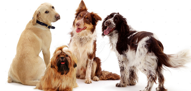 Lista de tipos de perros - Razas de perros