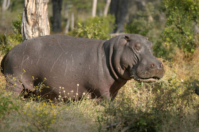 Hippopotamus | The Biggest Animals Kingdom