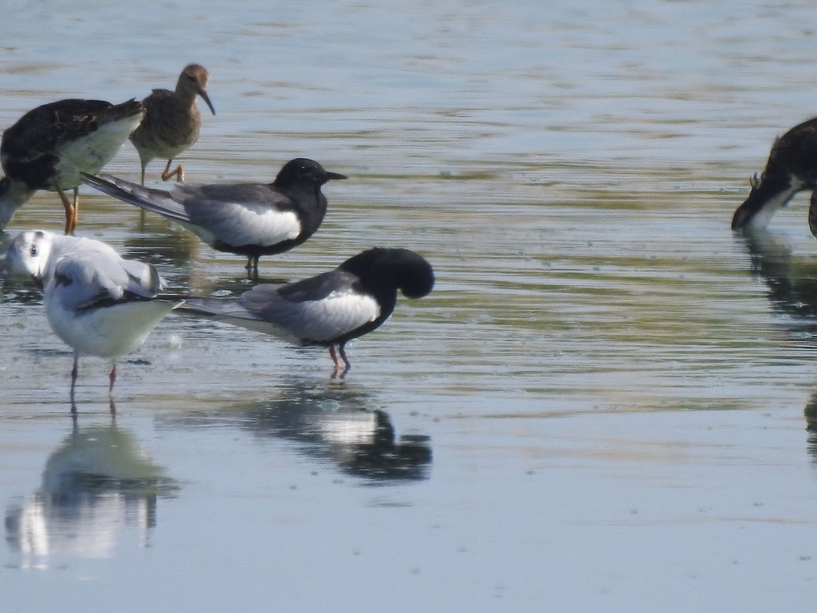 PASARI DIN ROMANIA: CHIRIGHITA CU ARIPI ALBE, Chlidonias leucopterus