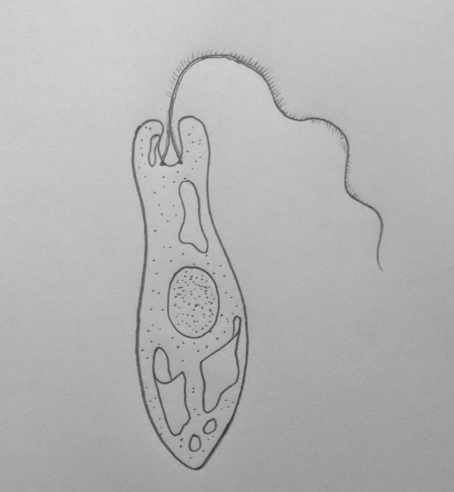 DRAW IT NEAT: How to draw Euglena