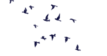 World Of Science : Bird Watching Program