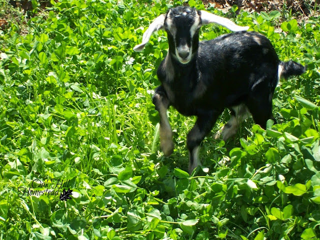 Tips for the Best-Tasting Goat Milk - Oak Hill Homestead