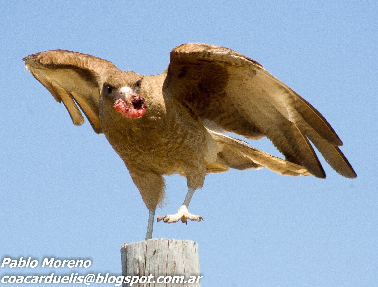 Aves de Mendoza: Chimango(Milvago chimango)