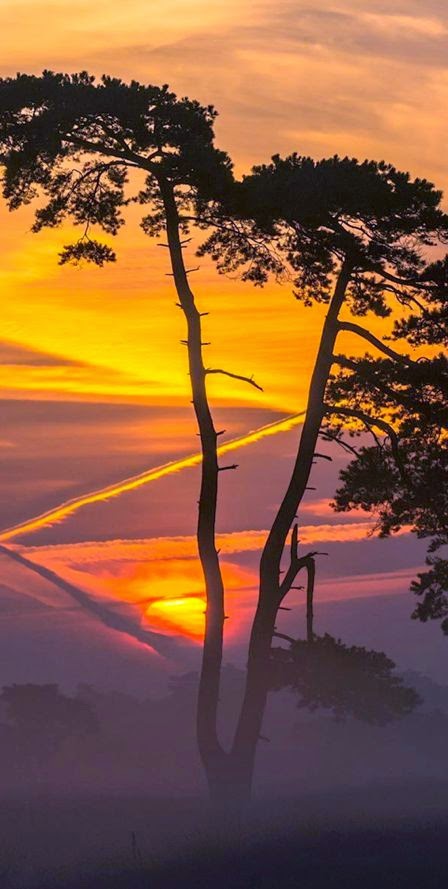 Picturesque Trees ~ Stunning nature