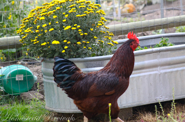 Homestead Revival: Happy Chickens