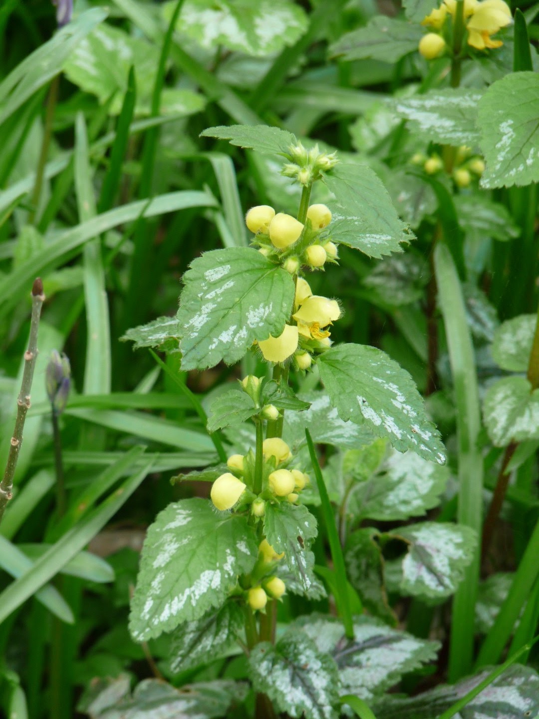 The Flora of Hutton Roof : Lamiastrum galeobdolan - Variegated (Yellow ...
