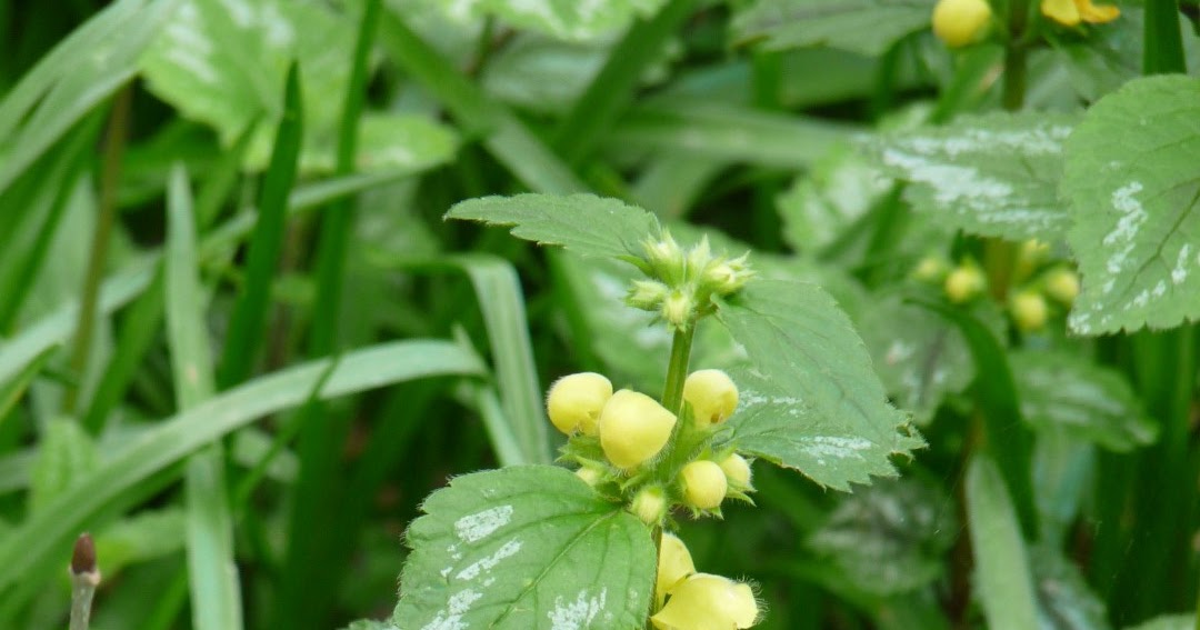 The Flora of Hutton Roof : Lamiastrum galeobdolan - Variegated (Yellow ...