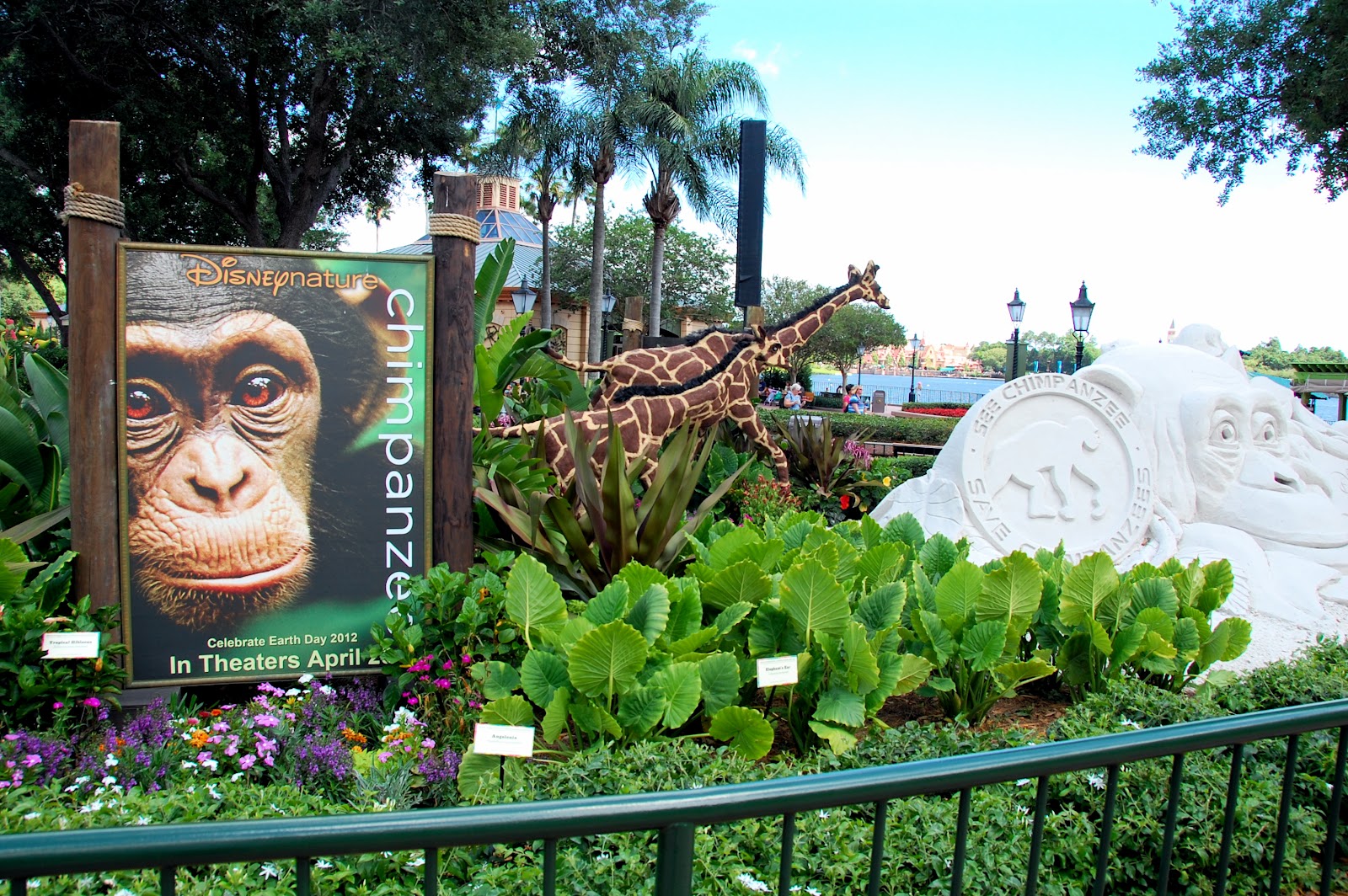 Disney Sisters: DisneyNature Chimpanzee and other Monkey Business