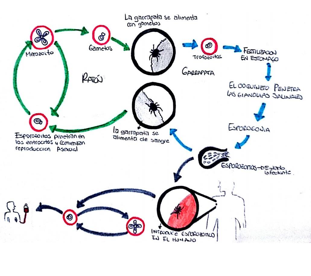 Enfermedades Infecciosas: Babesia spp - Transmisión y Ciclo de Vida