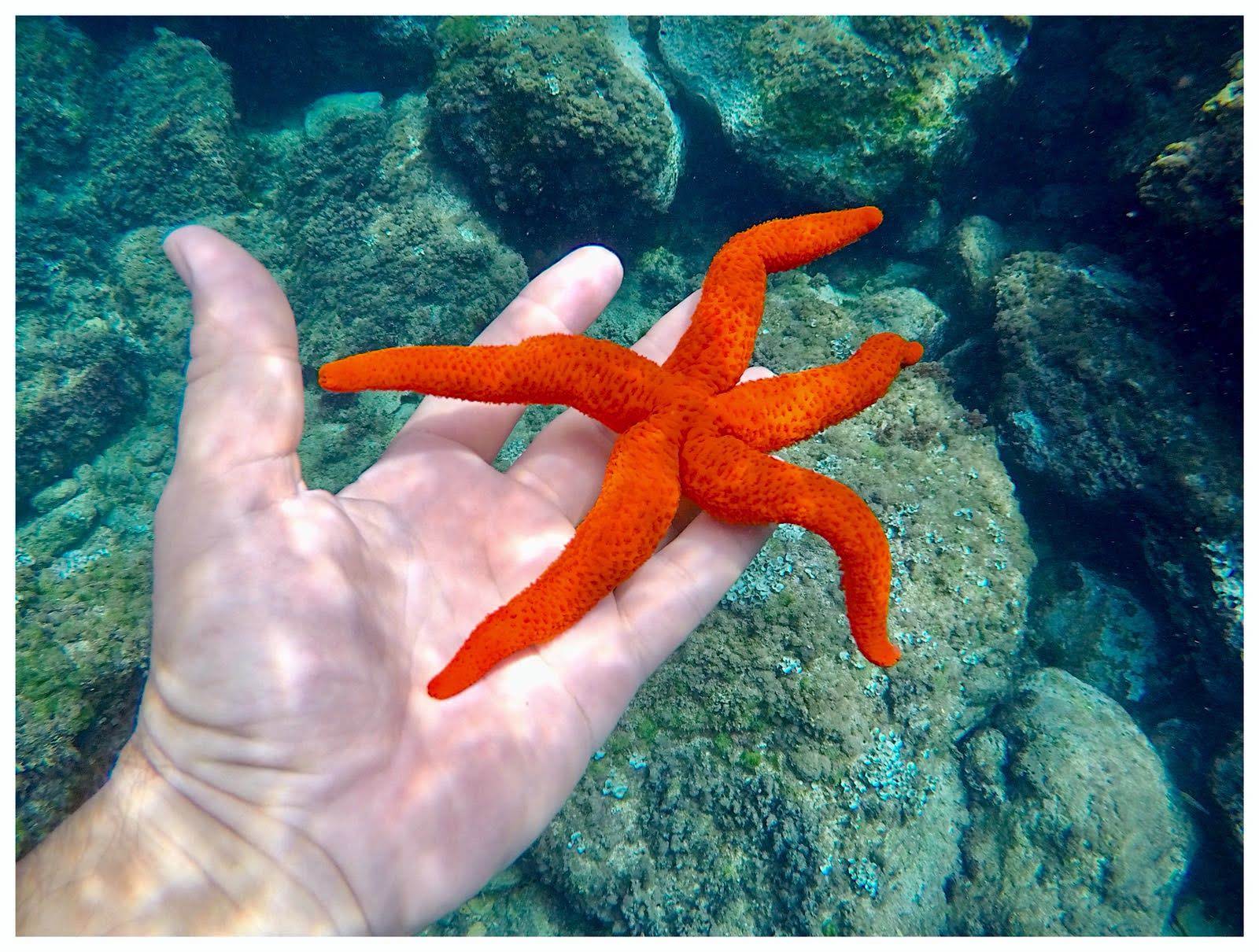 Taxonomía invertebrados no artrópodos: Phylum Echinodermata
