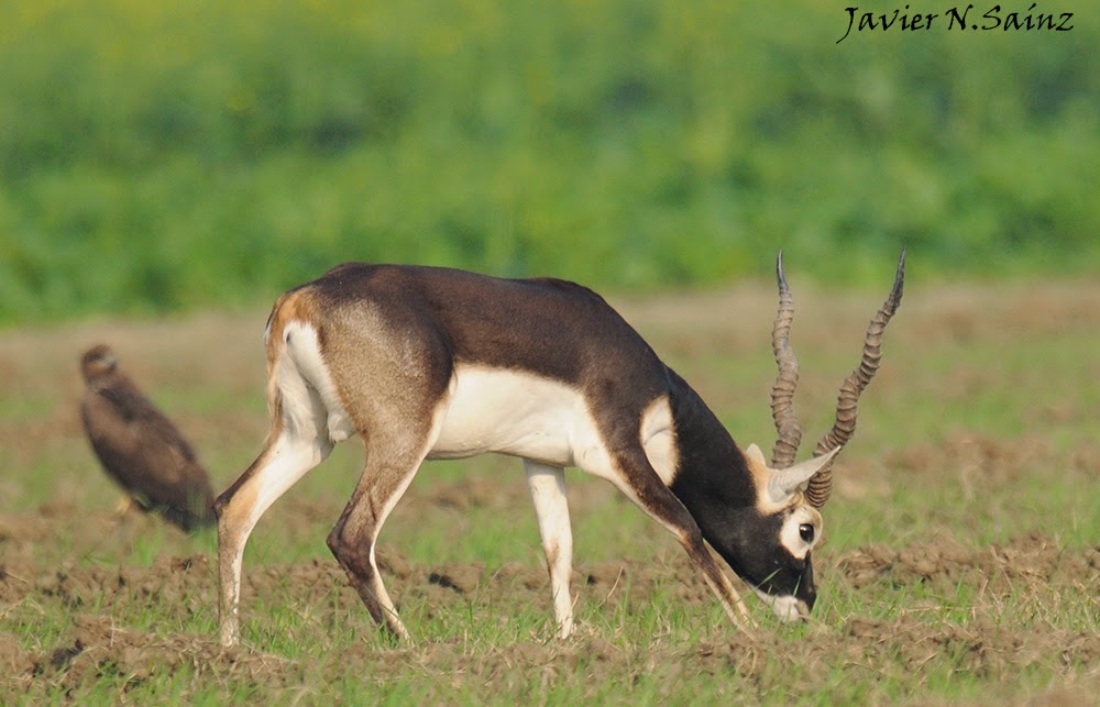 Fauna y fotografía: ANTÍLOPE NEGRO, Antilope cervicapra