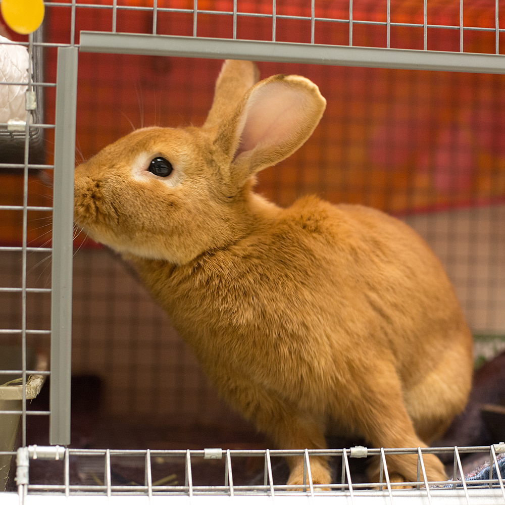 Shelter Dogs of Portland: "BUNNIES!"..."Ricochet Rabbit ...