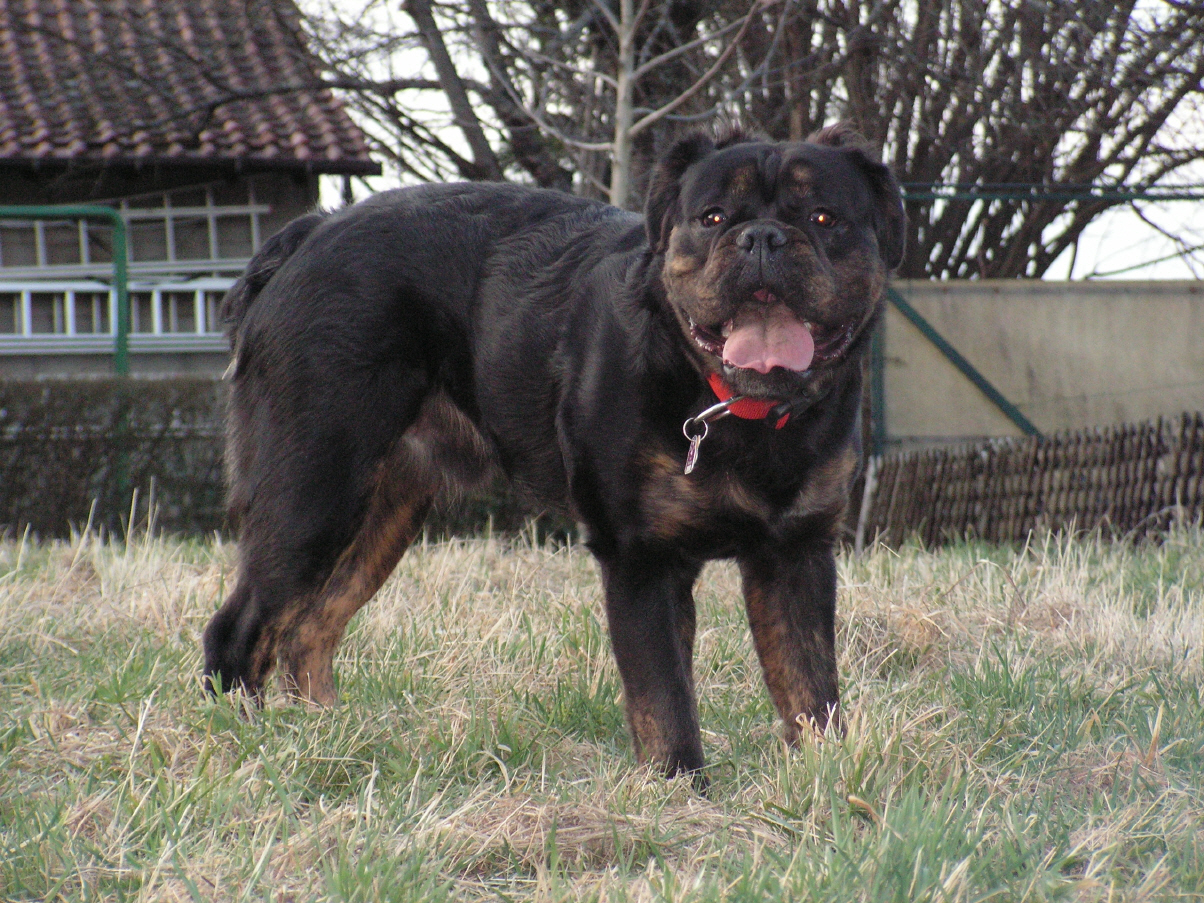 MorsoRosso: Mammut Bulldog