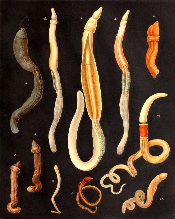 The Evolving Placenta: Sea squirts, lancelets and acorn worms