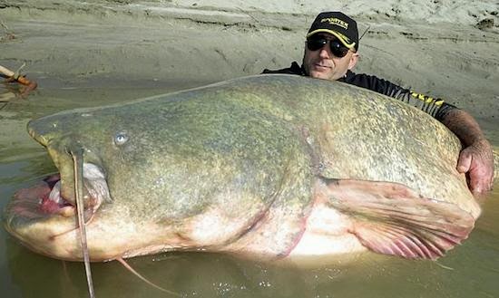These Famous Photos Are No Hoax! Is this the BIGGEST catfish ever ...