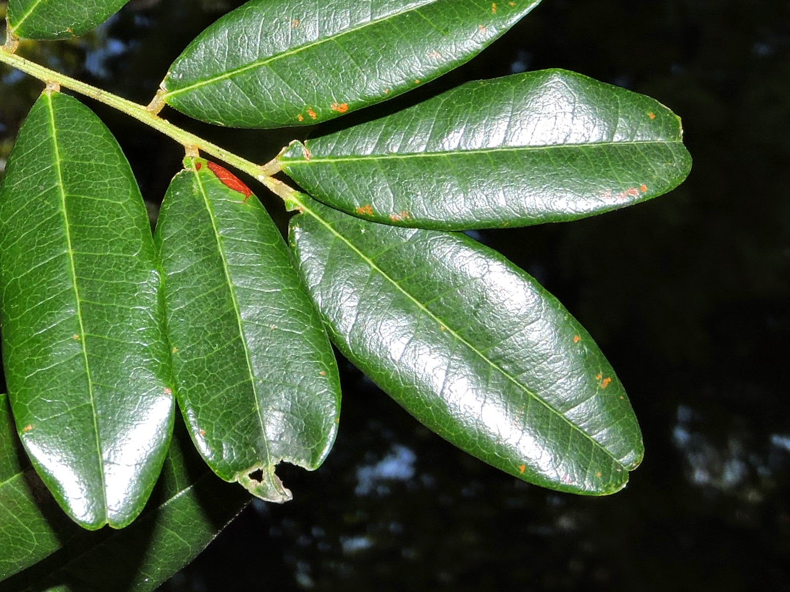Fabaceae - Leguminosae no Brasil: Fabaceae - Bowdichia virgilioides ...