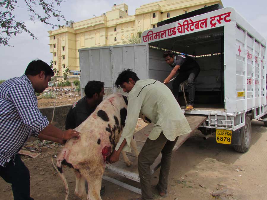 STREET ANIMAL RESCUE | Animal Aid Unlimited