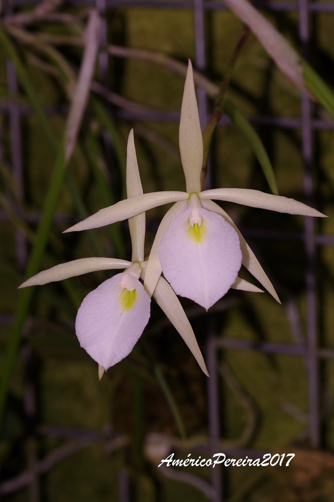 Orquídeas soltas: Brassavola perrinii