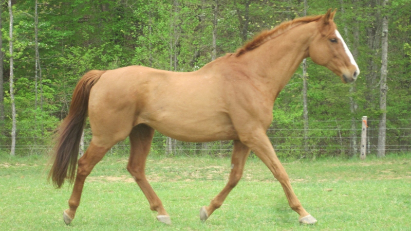 Gambar Kuda Lengkap | Kumpulan Gambar Lengkap