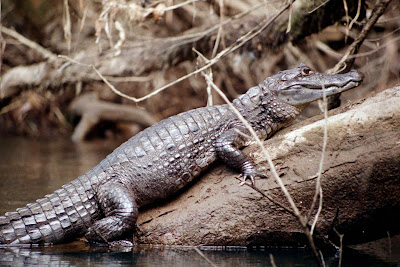 Caiman Facts-Info and New Photos | The Wildlife