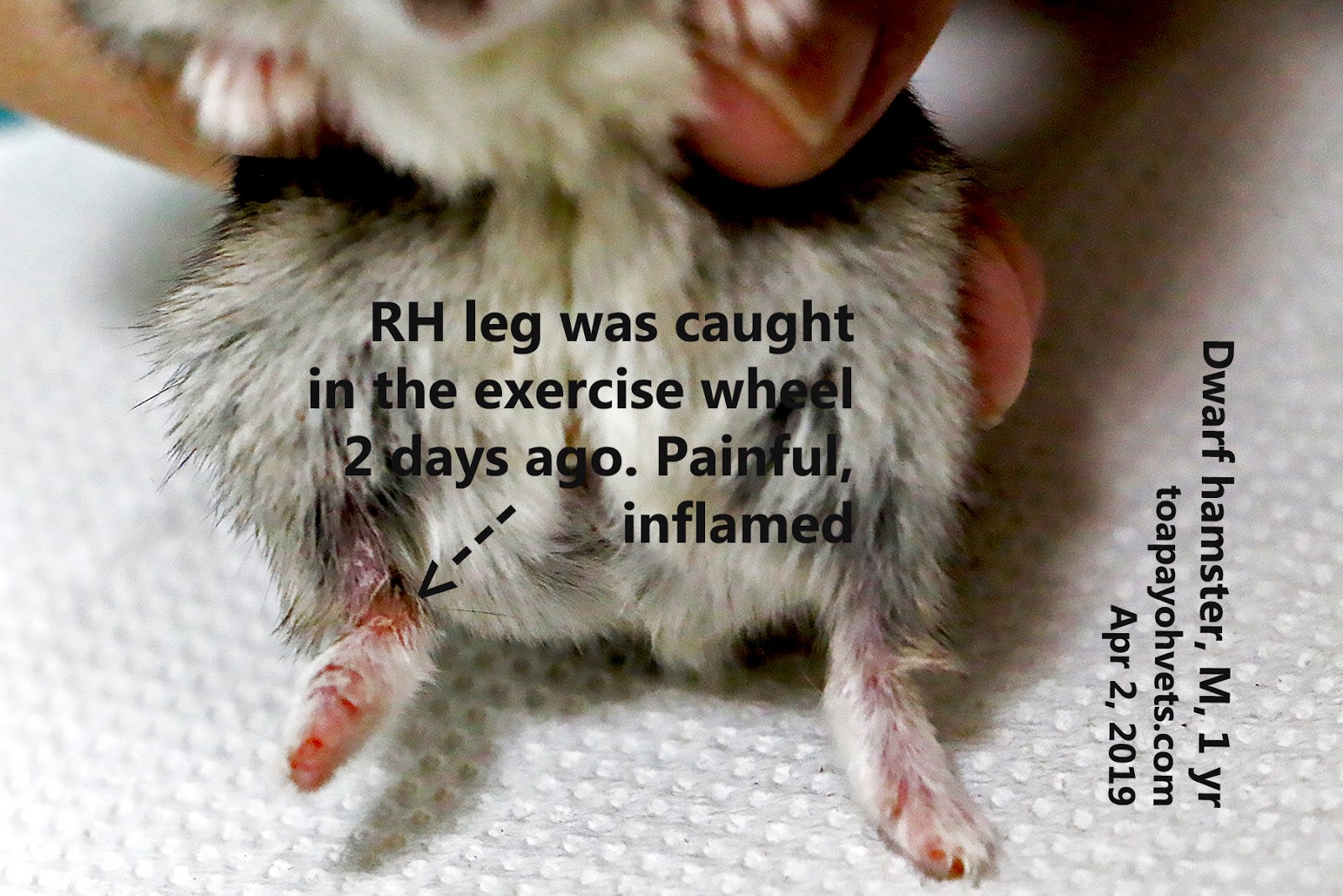 Veterinary, Photography and Travel Stories for vet students and pet ...