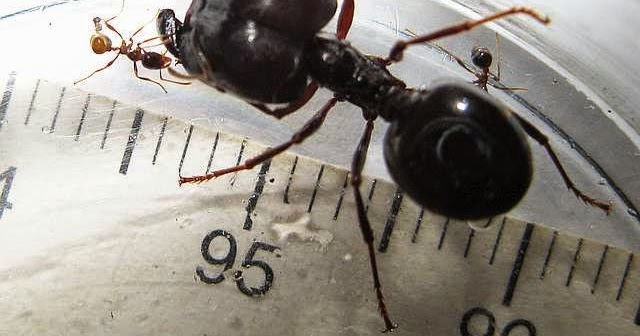 The Biggest Species Of Ant Ever!: The Biggest Species Of Ant In The World