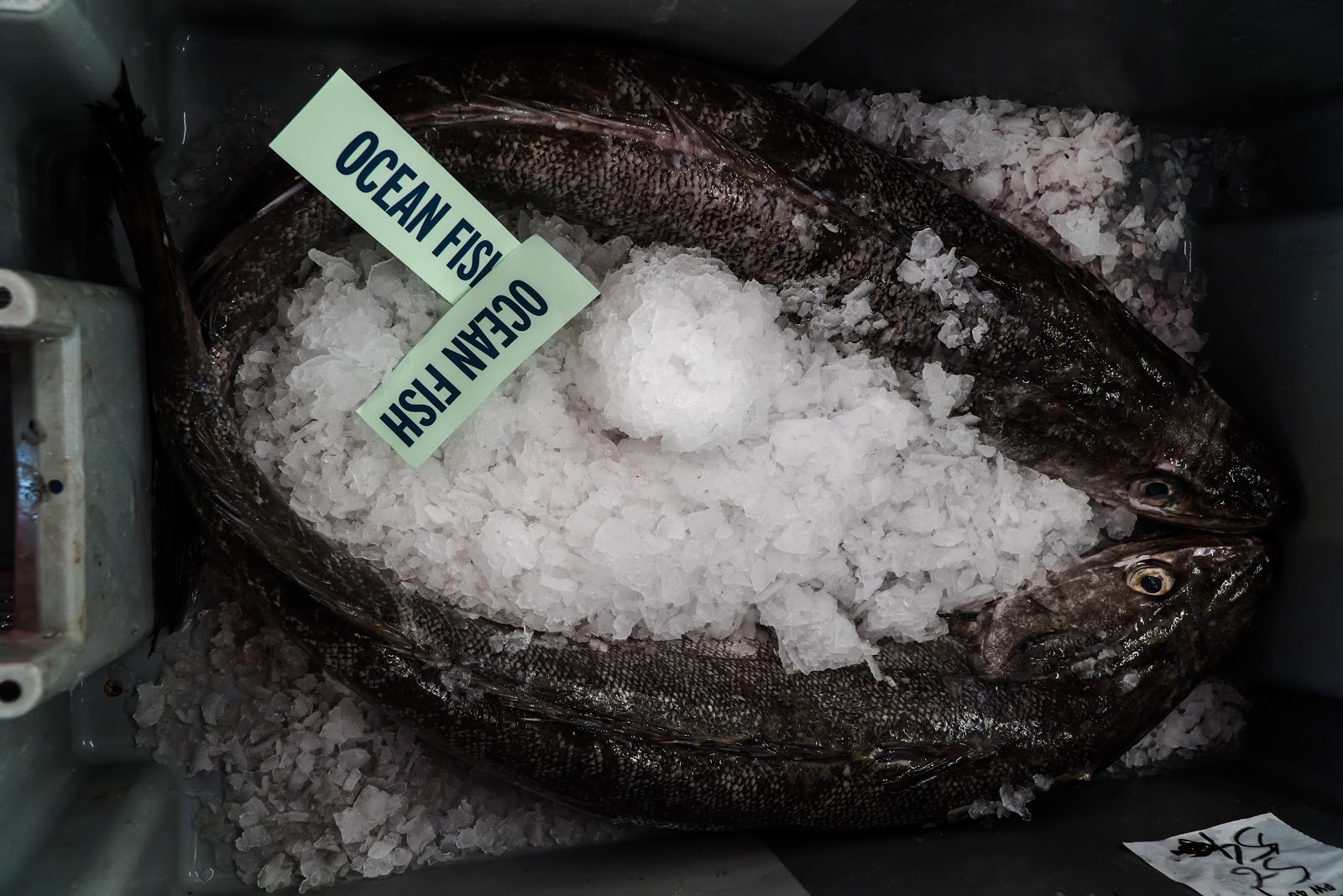 Through the Gaps! - Newlyn Fishing News: #FishyFriday on Newlyn fish ...