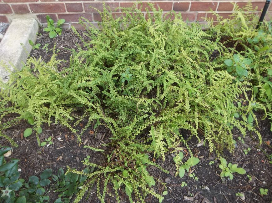 Future Plants by Randy Stewart: Fern - Athyrium ( Painted & Lady Ferns )