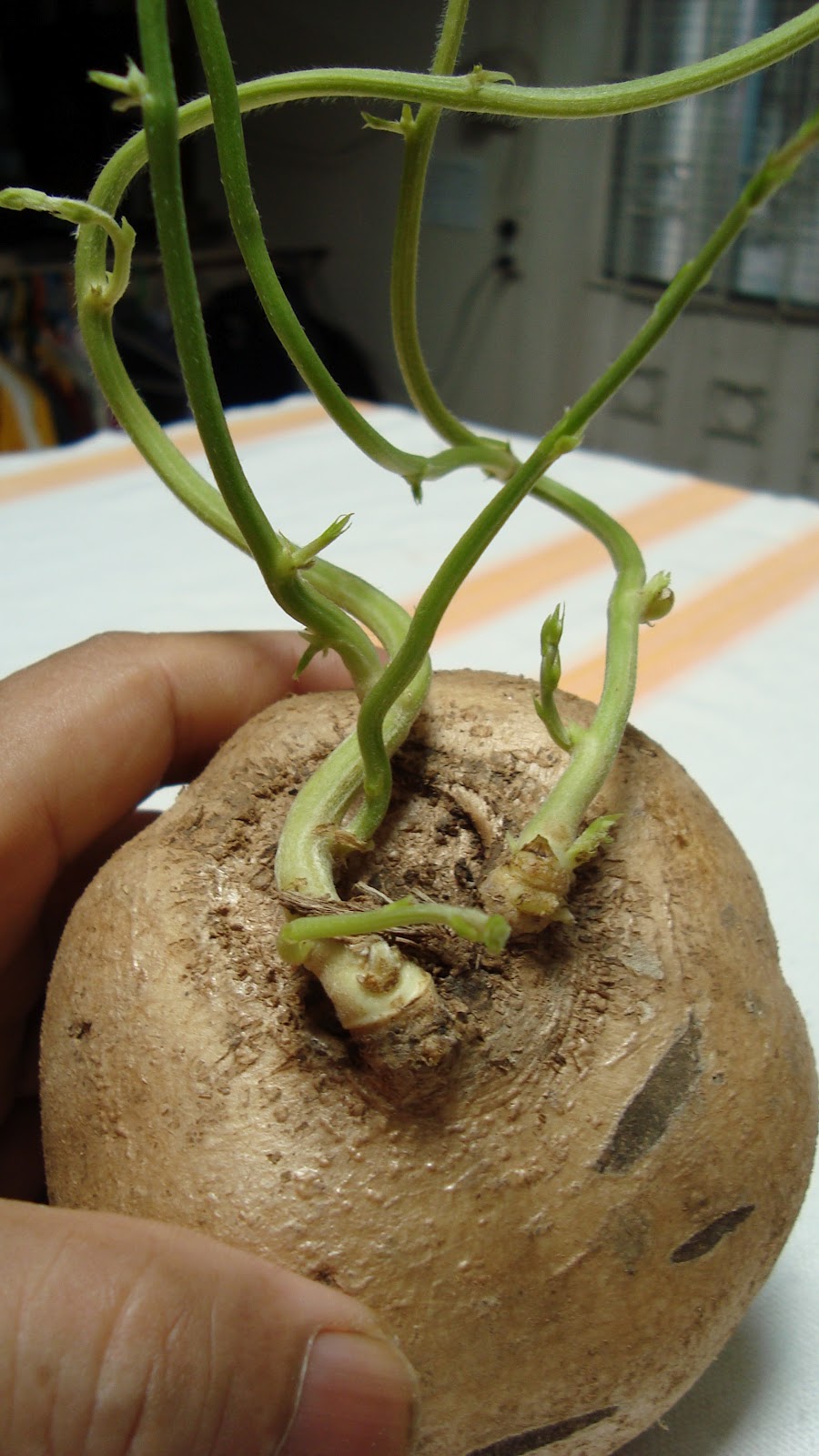 Living with Nature - School on Blog by Dr. Abercio V. Rotor: January 2016