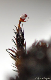 Bryophytes of Central and Northern Europe: Andreaea rothii