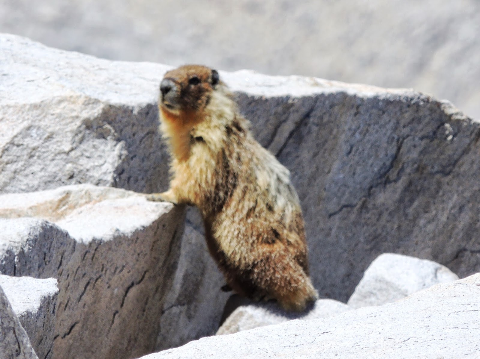 1000 Hikes in 1000 Days: Day #1000: Climbing Mount Whitney! - Outpost ...