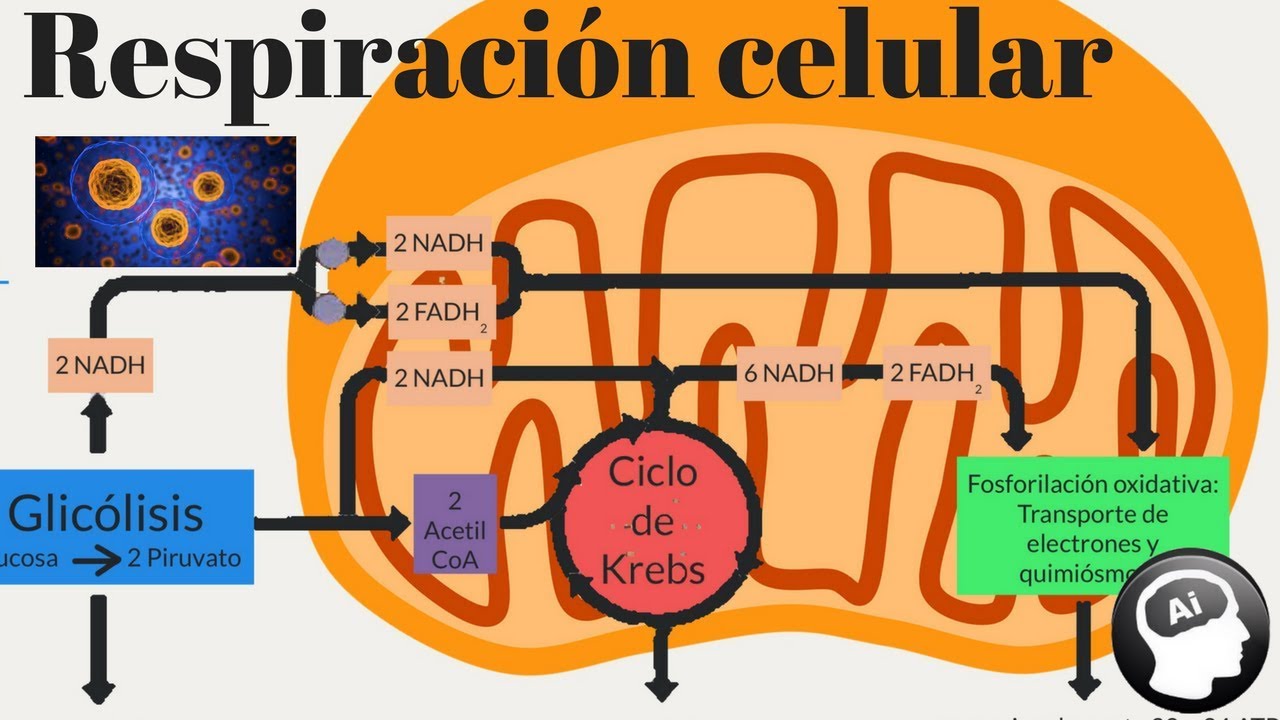 Laboratorio de Biologia ciclo 2018-19 prepa No 7: Practica No. 8 ...