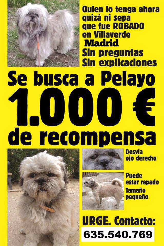 Perros Perdidos en Madrid