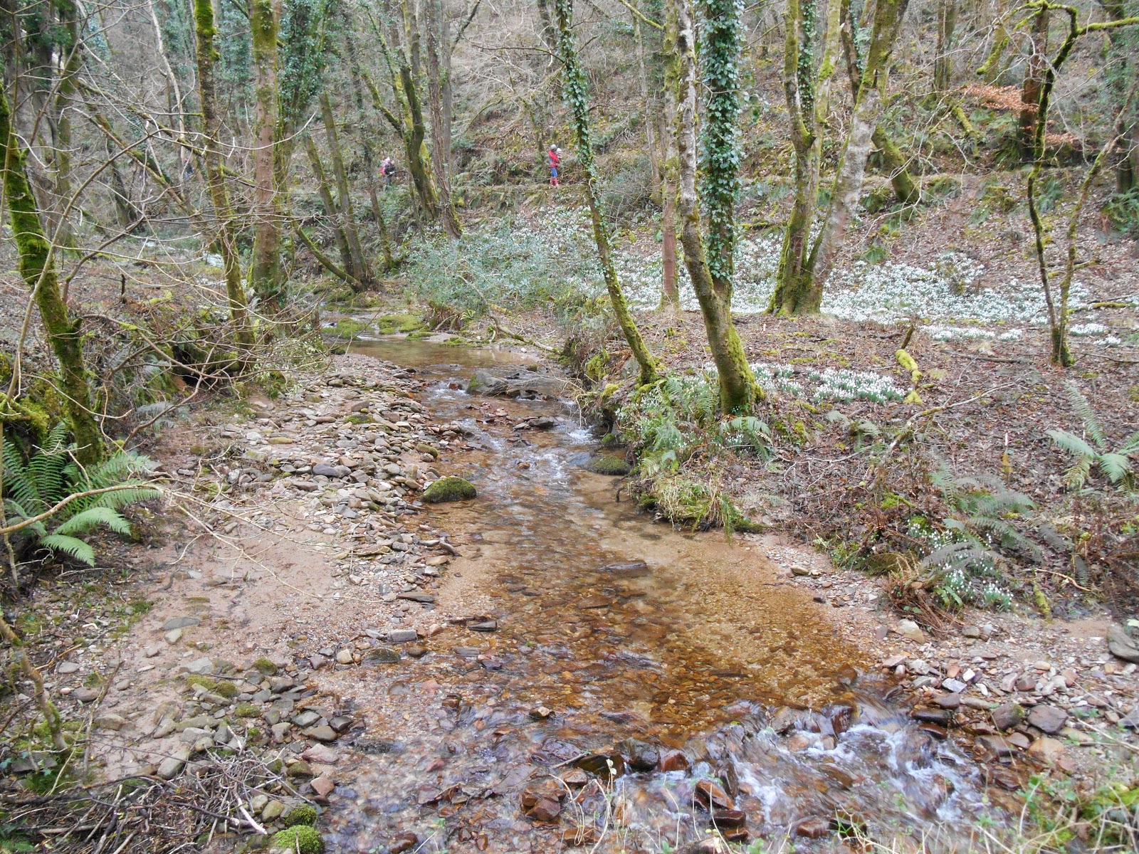 Off the Beaten Track in Somerset: Snowdrop Valley, Wheddon Cross, Exmoor