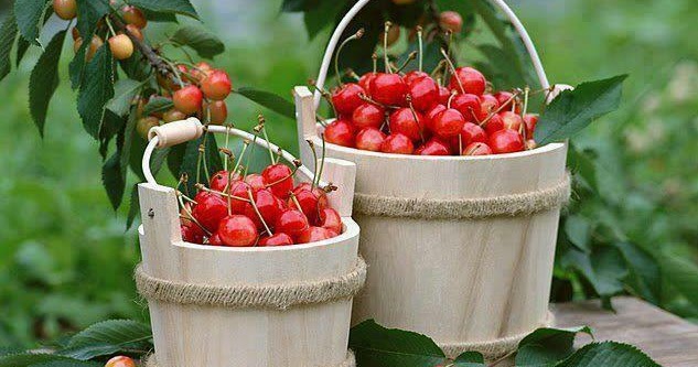 Nature from Fruits | My Choice My Collection