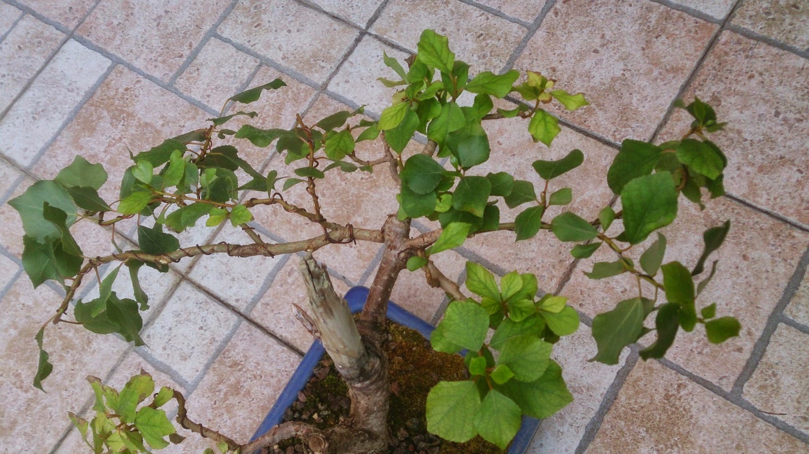 EXPRÉSION BONSÁI .....: Nº 51 Álamo negro, Chopo Negro - Populus nigra