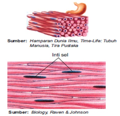 Pengertian, Fungsi, Jenis-jenis dan Mekanisme Gerak Otot pada Manusia
